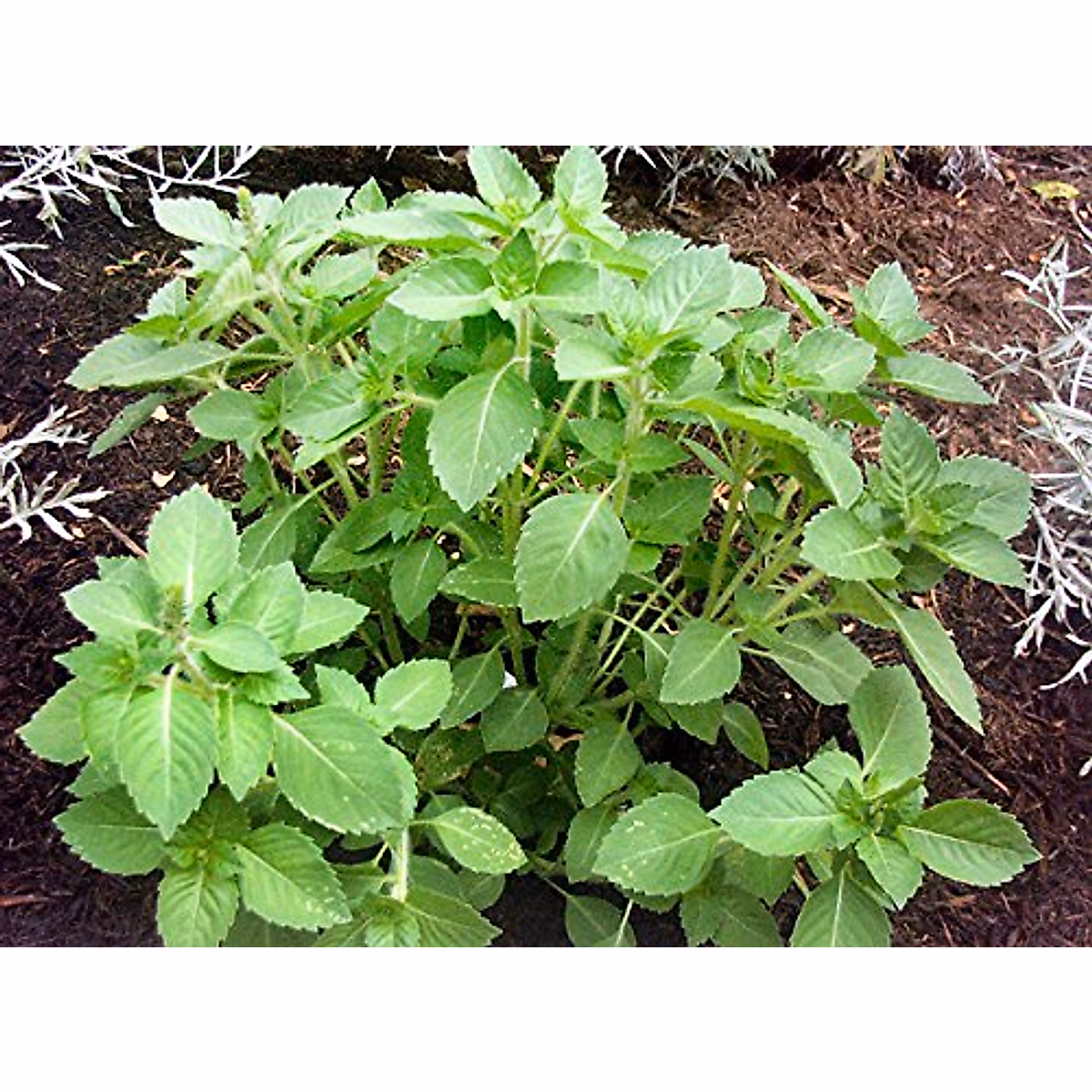 100+ Indian Rama Tulsi Holy Sacred Basil Seeds Green Leaf Heirloom Non-GMO Tulasi Herb Grows Big Fragrant Grown in USA