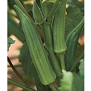 175 Clemson Spineless Okra Seeds for Planting. Non GMO 10 Grams of Seeds Garden Vegetable Bulk Survival