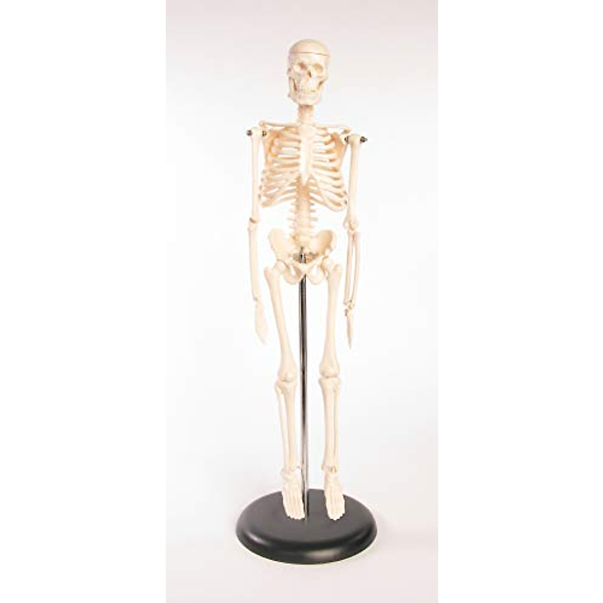 American Educational Skeleton Model, 17" Height