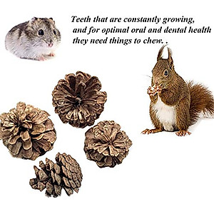 Fansisco Bunny Chew Toys for Teeth Grinding,Molar Rabbit Toys Organic Apple Chewing Sticks,Chew Treats and Balls for Hamster,Rabbit, Bunny, Chinchilla, Guinea Pig, Small Animal