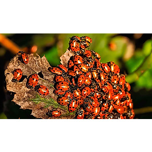 Live Ladybugs - Good Bugs for Garden - Hippodamia Convergens - Guaranteed Live Delivery!… (Ladybugs, 300, Count)