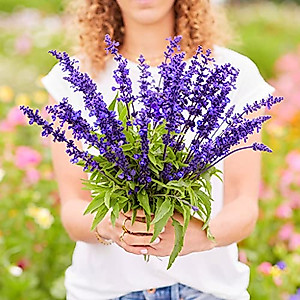 Blue Sage Seeds - 1 Pound - Blue Flower Seeds, Heirloom Seed Attracts Bees, Attracts Butterflies, Attracts Hummingbirds, Attracts Pollinators, Easy to Grow & Maintain, Fragrant, Container Garden