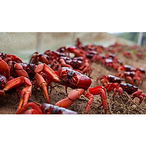 Planet Earth II (4K Ultra HD) [4K UHD]