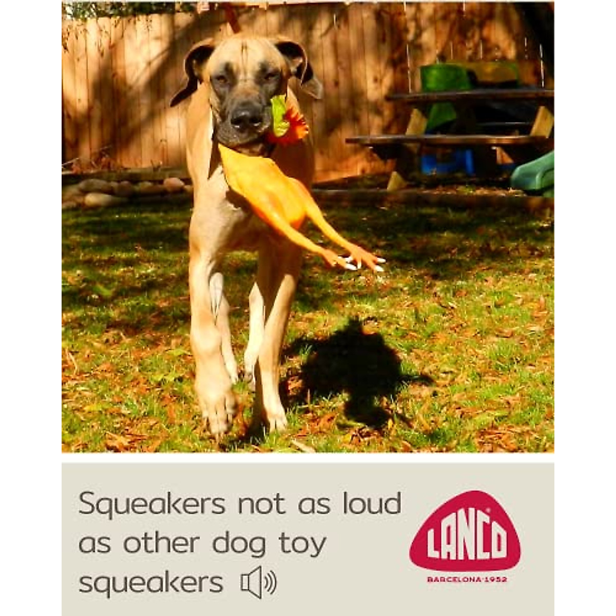 Rubber Chicken Dog Toys - Natural Rubber (Latex) - Lead-Free Chemical-Free - Handpainted - Soft Unstuffed Squeaky (X Large)