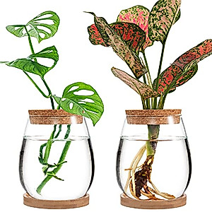 Biggun Plants Propagation Station - Desktop Plant Terrarium Glass Hydroponic Vases Water Plant Propagating Jars Gardening Gifts for Women Mom Plant Lovers (2Pcs, Separated Style)