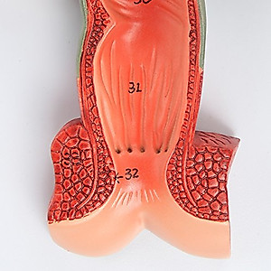 Axis Scientific Human Digestive System Model | Half Life-Size Digestive System Displays Opened Organs | Includes GI-Tract and Colon | Includes Product Manual