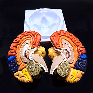 Human Brain Model,Color-Coded Partitioned Brain，2 Parts, Anatomically Accurate Brain Model Life Size Human Brain Anatomy for Science Classroom Study Display Teaching Medical Model
