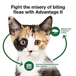 Advantage II Kitten Vet-Recommended Flea Treatment & Prevention | Cats 2-5 lbs. | 2-Month Supply