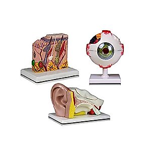 Jackson Global JBM-B14N Elementary and High School Learning Package. Set of Three Human Anatomy Models, Eye, Ear and Skin | W Manual