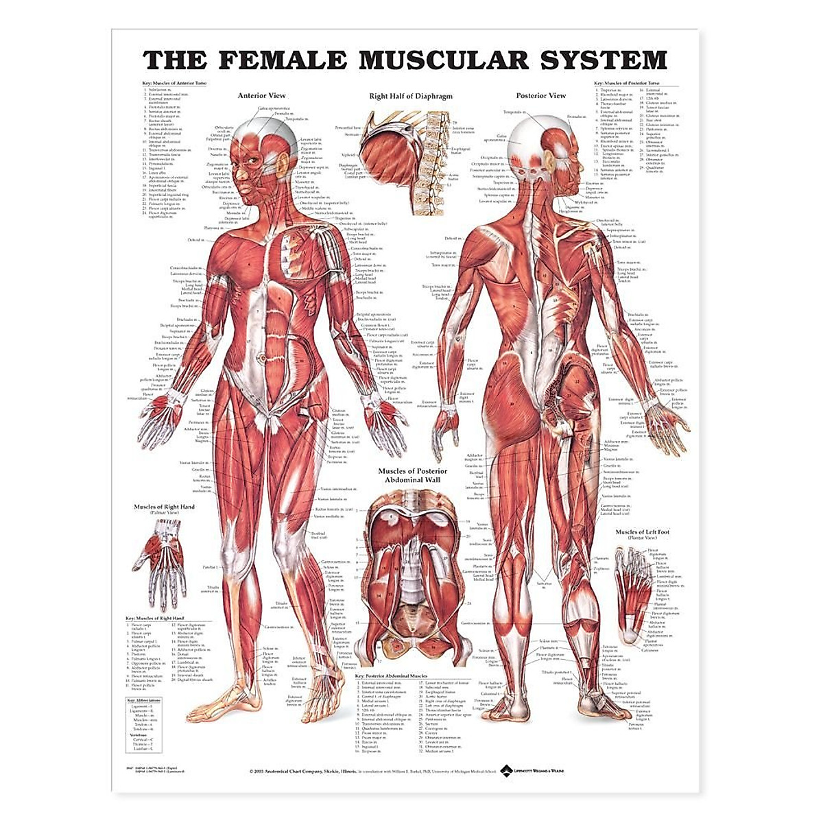 The Female Muscular System Anatomical Chart