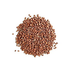 Daikon Radish Sprouting Seed Organic - 1oz