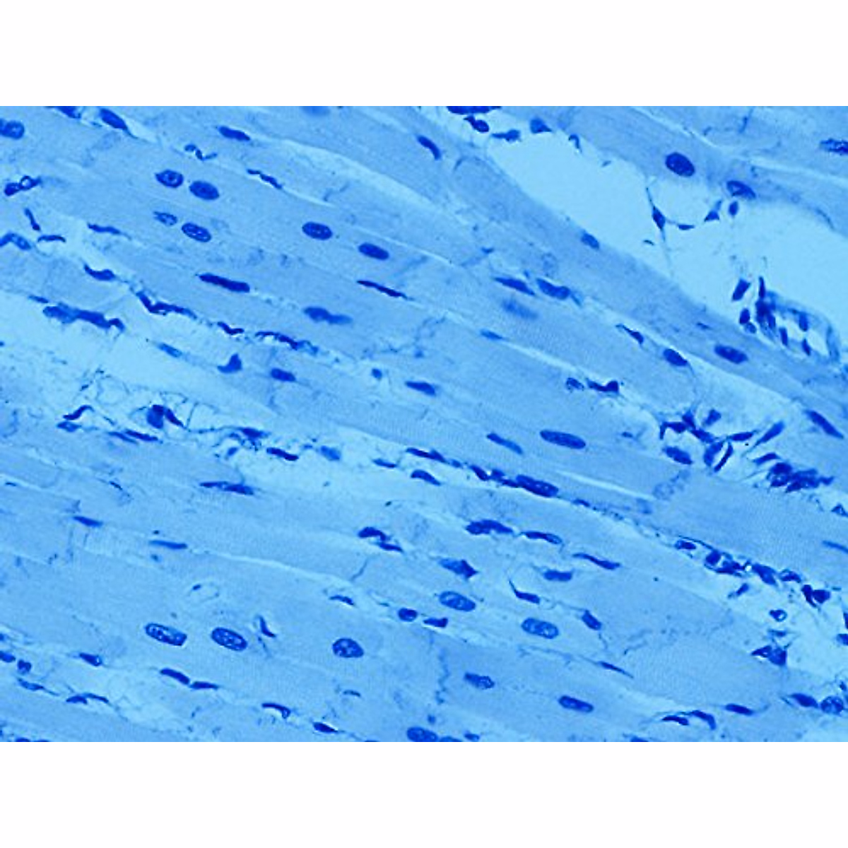 Prepared Slide, Muscle Types, Classpack of 15 Sides