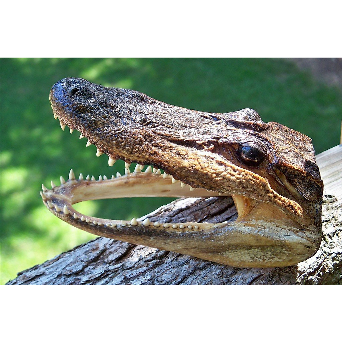 Gator Head 5-6 Inch Real Alligator Head by Unknown