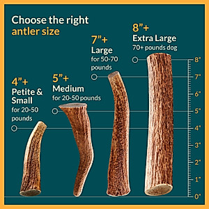 100% Natural - Elk Antlers for Dogs ( Split ) - Naturally Shed in USA - Dog Antler Chews Medium Breeds - Natural, Long-Lasting Treats for Aggressive Chewers - Dog Chews - No Smell & No Mess - Medium