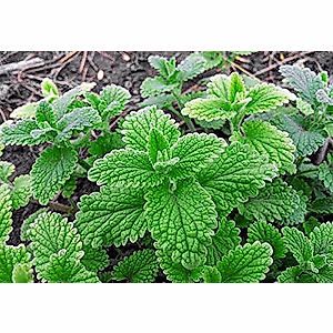 100+ Strawberry Mint Herb Seeds Non-GMO Fragrant Rare! US Grown!