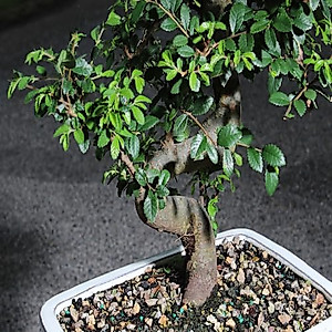 Brussel's Live Chinese Elm Outdoor Bonsai Tree - 14 Years Old; 16" to 20" Tall with Decorative Container, Humidity Tray & Deco Rock
