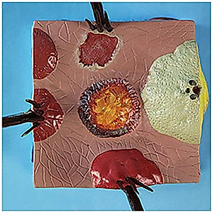 FBITE Anatomy Model, Assembly Educational Model Dog Sick Skin Model Pathological Dog Skin Model Scientific Anatomical Animal Model Educational Teaching Model for Study Display