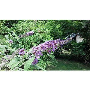 Buddleia Nanho Blue - 3 Live Plants - Blooming Butterfly Bush