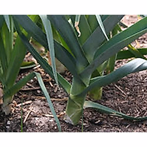250 Carentan Leek Seeds for Planting Old European Heirloom Onion. Non GMO 0.8 Grams Garden Vegetable Bulk Survival
