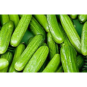 Persian Middle East Cucumber Seeds high yields of 5 to 7" Long Sweet Cucumbers(25 - Seeds)