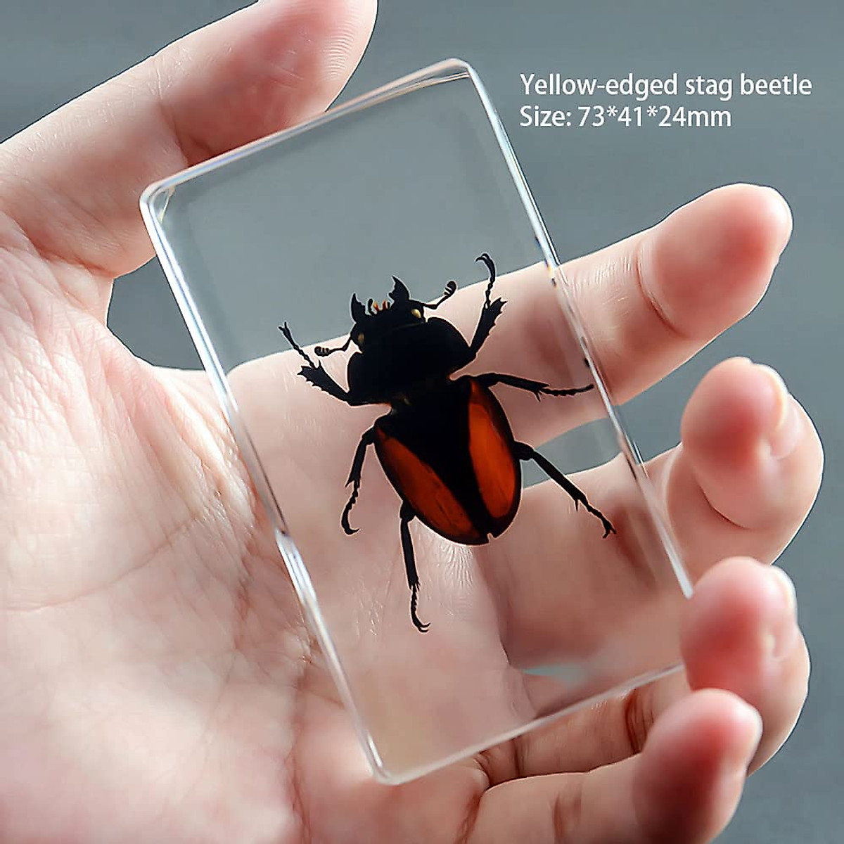 JSNZMTSBD Insect Resin,Real Insect Spider Specimen Science Classroom Taxidermy Resin Desk Paperweight Articulated Specimen for Science Education - Toothless Hand Crab