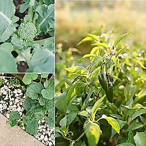 Sereniseed Certified Organic Vegetable Seed Collection (10-Pack) – 100% Non GMO, Open Pollinated Varieties