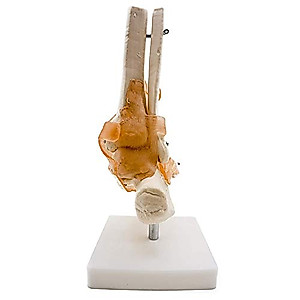 Life Size Human Foot Joint Model with Ligaments Human Anatomical Teaching Model