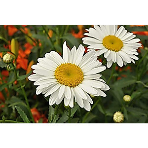 Shasta Daisy Flower Seeds for Planting, 1500+ Seeds Per Packet, Chrysanthemum Genus, (Isla's Garden Seeds), Non GMO & Heirloom Seeds, Scientific Name: Chrysanthemum Maximum, Great Home Garden Gift