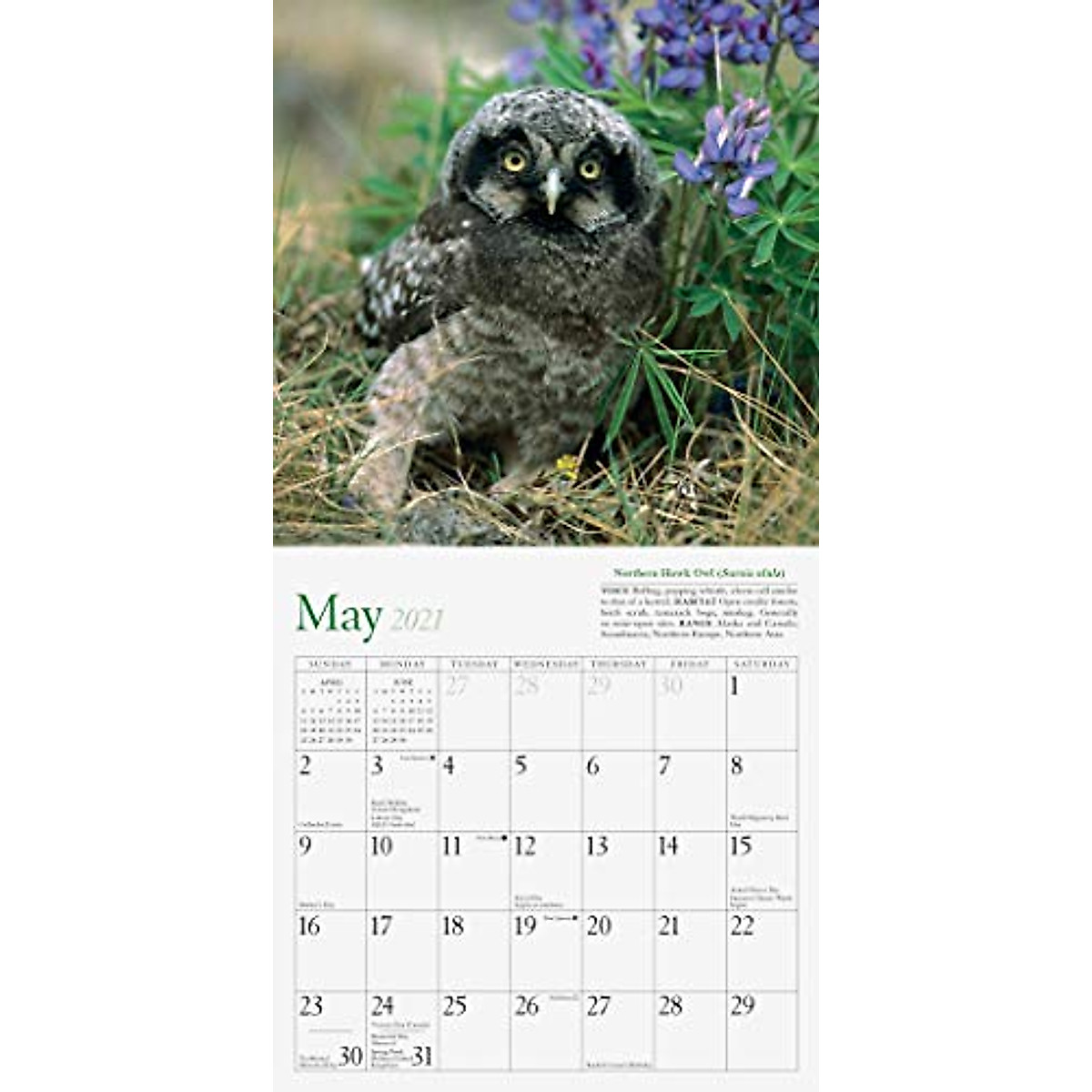 Audubon Little Owls Mini Wall Calendar 2021