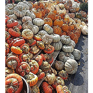 Nelson All Vegetable Garden Plant Food Granular Fertilizer Multi Purpose High Calcium Phosphorus Micronutrients In Ground Gardens Containers Greenhouses NutriStar 12-14-11 (2 LB)