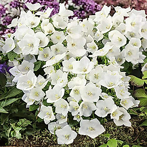 Outsidepride Bellflower Campanula Carpatica White Garden Flower Plant Seed - 10000 Seeds