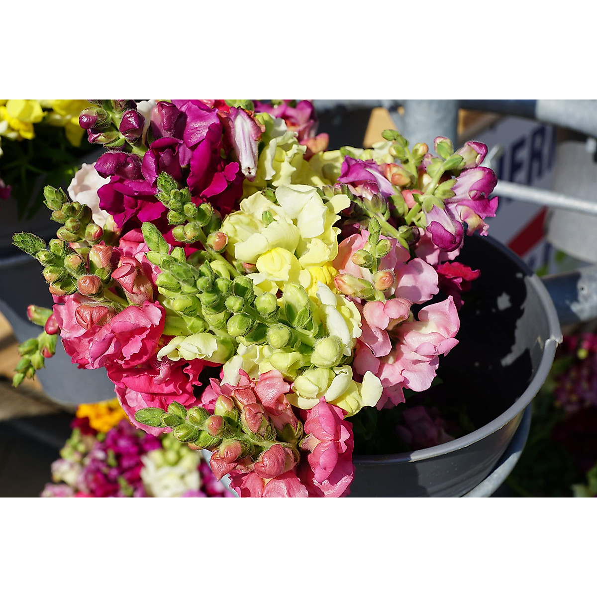 Snapdragon Seeds, 5000 Flower Seeds Per Packet (NOTSWOH's Seeds)