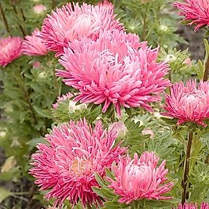 Aster Seeds (Semi-Dwarf) - Jewelaster Rose - Packet - Pink Flower Seeds, Open Pollinated Seed Attracts Bees, Attracts Butterflies, Attracts Pollinators, Easy to Grow & Maintain, Container Garden