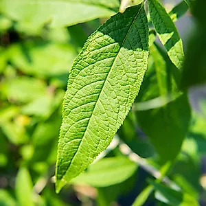 PERFECT PLANTS Black Knight Butterfly Shrub 3 Gallon | Live Bush for Outdoor Planting | Attracting Pollinators Like Butterflies, Bees, and Hummingbirds | Beautiful Dark Purple Flowers in Summer