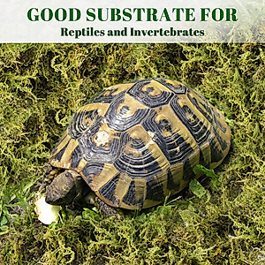 Lanccona Sphagnum Moss - 3 Quarts Dried Forest Moss for Orchid Moss Potting Mix Carnivorous Plants Succulents Reptiles Decorating Terrariums Potted Plant Propagation