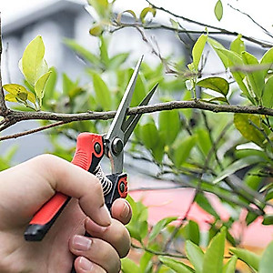 WYF Pruning Scissors, Professional Garden Shears - Straight Stainless Steel Blades - Sharp Gardening Hand Pruner for Garden Harvesting Fruits, Vegetables, Trimming Flowers and Plants, 8.1IN(Red)
