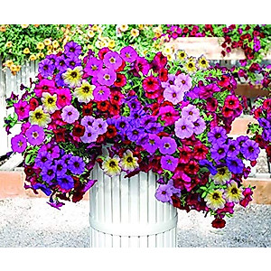 25 Heirloom Flower Seed Packets for Planting: 20+ Varieties Flower Seeds - Forget Me Not, Sunflower, Marigold, Zinnia Lilliput, Snapdragon, Hummingbird & Butterfly Wildflower Seeds and More