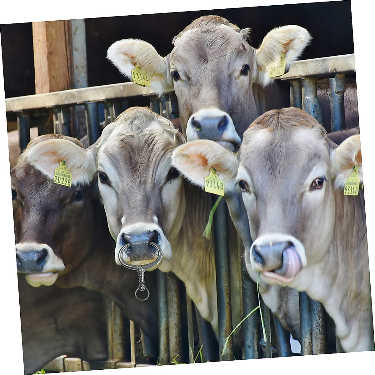 Yardwe 3pcs Spring Loaded Bull Nose Ring Stainless Steel Nose Ring Cattle Pliers Ring Farm Animal Pulling Tool Cow Nose Piercing Traction Nose Rings Cattle Traction Ring Livestock Supply