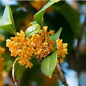CHUXAY GARDEN 5 Seeds Osmanthus Fragrans,Sweet Osmanthus,Sweet Olive,Tea Olive, Fragrant Olive Orange Small Tree Evergreen Shrub Grows in Garden and pots