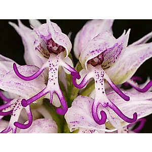 50pcs Naked Man Orchid (Orchis Italica) Flower Seeds Plant Seed Bonsai Garden