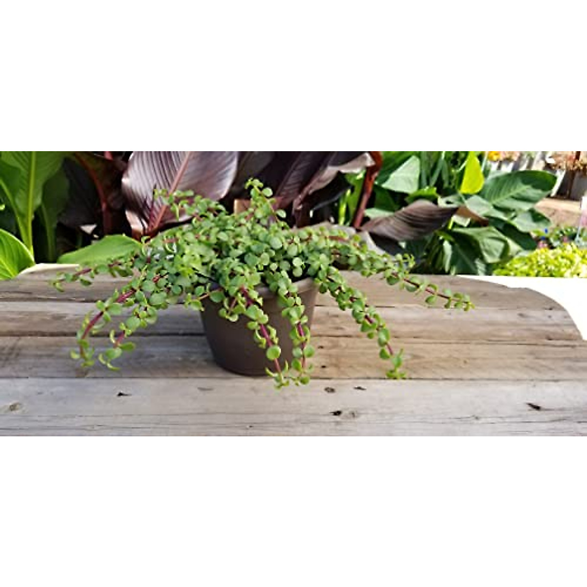Trailing Elephant Bush Succulents, Hanging Plants Live Succulents Plants Live Houseplants, Hanging Planter Basket, Mini Succulents Live Plants Indoor Plants in Plant Basket by Plants for Pets