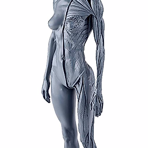 Oubo Dental New Female Anatomical Anatomy Skull Head Body Model Muscle Bone (30cm) Height