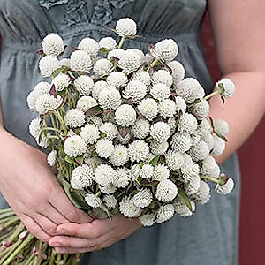 David's Garden Seeds Flower Gomphrena Audray White 4248 (White) 50 Non-GMO, Heirloom Seeds