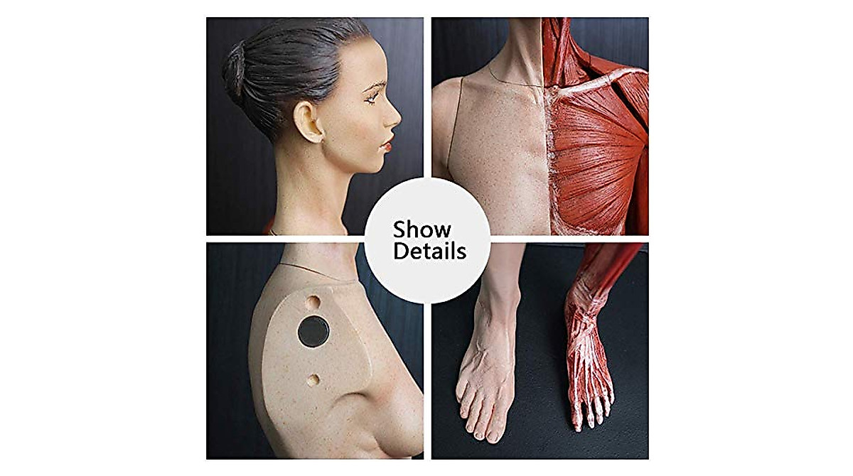 Premium Female Anatomy Model for Artists & Students