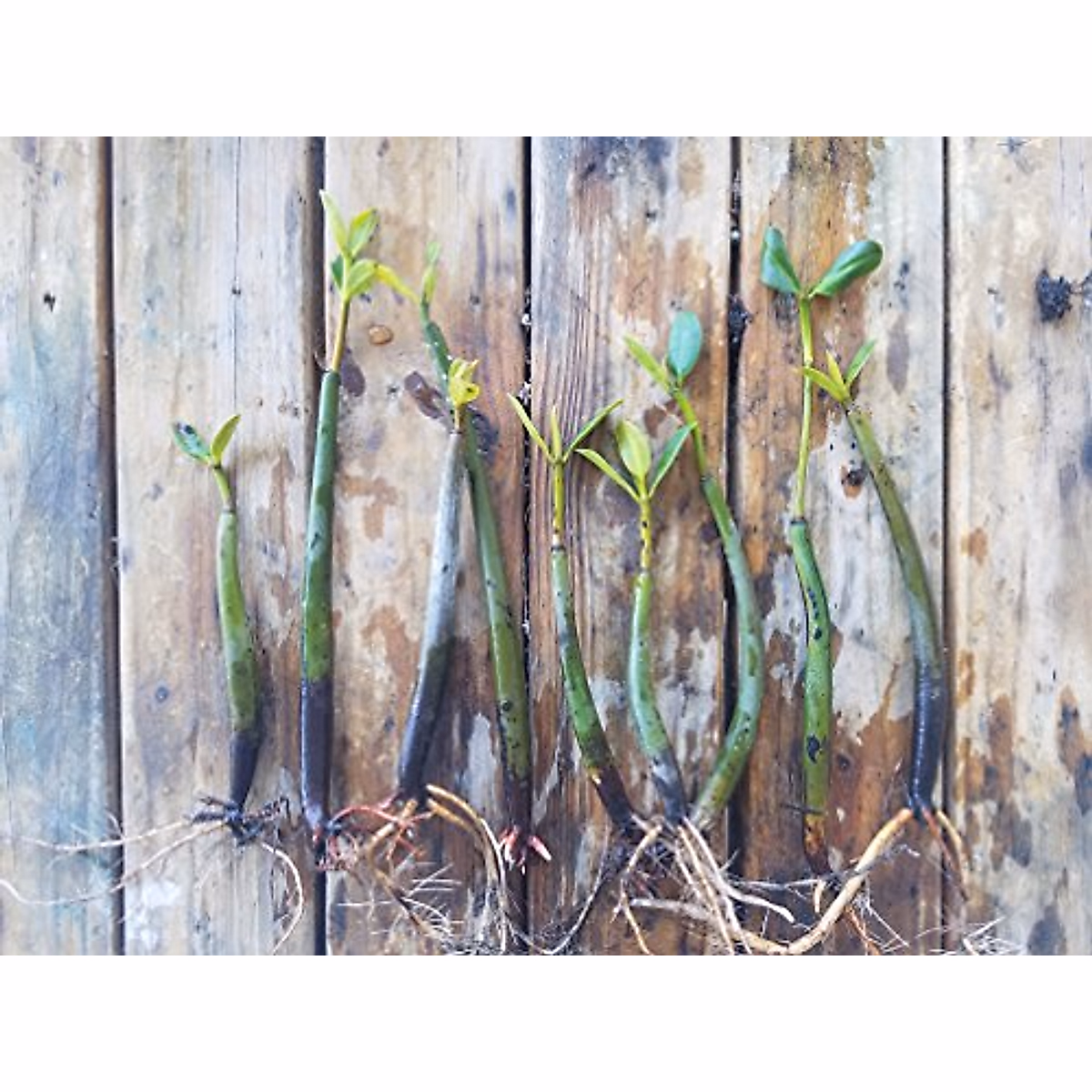 5 LIVE Mangroves - Red Mangrove Seedlings - Filtration, Aquarium, Reef, Tank, Saltwater, Aquatic, Plants