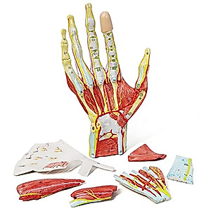 Evotech Numbered Hand Anatomical Skeleton Model W/Bones Muscles Ligaments Nerves and Blood Vessels, 7 Parts Life Size Medical Quality Hand Joint Easy Mounting for Medical Classroom Teaching Study
