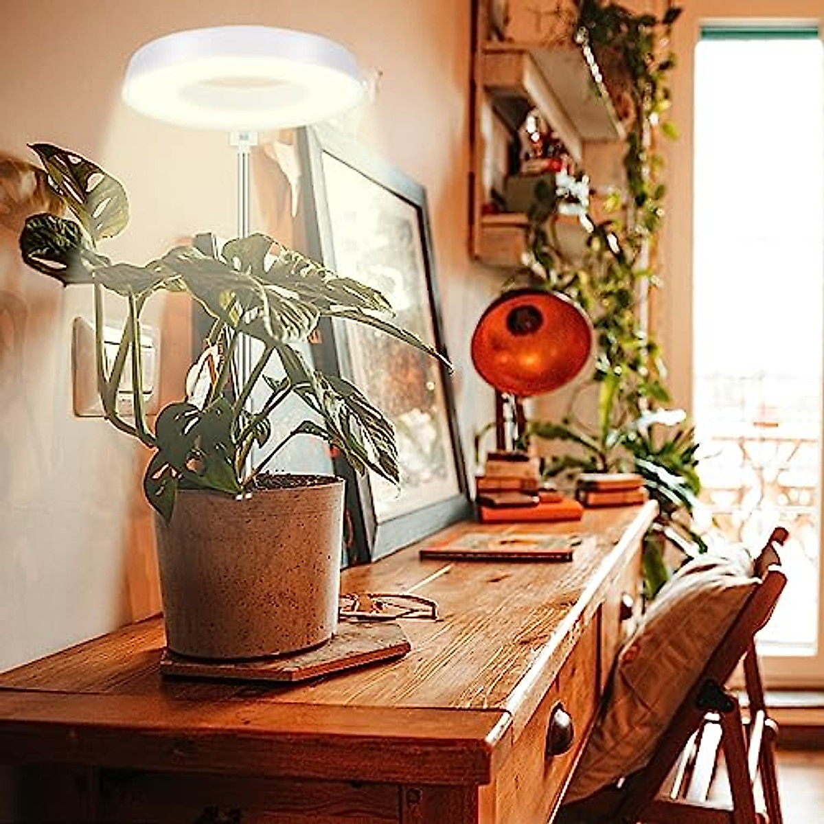 Juhefa Grow Light for Indoor Plants Growing, 4000K White Full Spectrum Halo Plant Lamp for Seedlings Succulents Small Mini Plants, Auto On Off Timer 4/8/12/18Hrs & 3 Colors Changeable