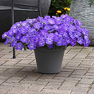 Outsidepride Lavender Sky Blue Easy Wave Petunia Spreading Garden Flowers for Hanging Baskets, Pots, Containers, Beds - 30 Seeds