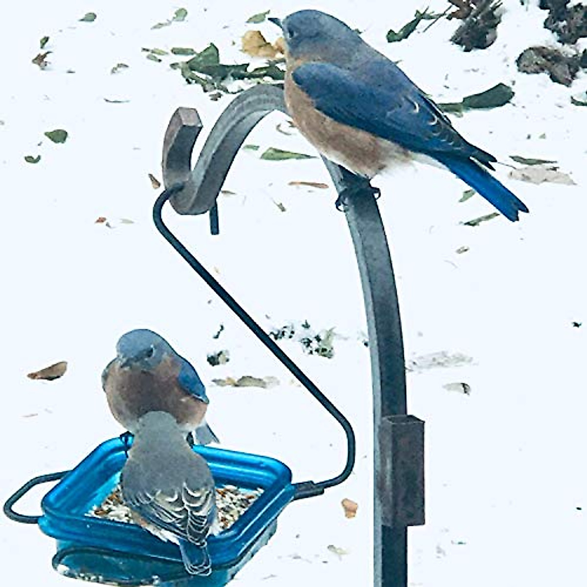 Amzey Dried Mealworms 1 LB, 100% Natural for Chicken Feed, Bird Food, Fish Food, Turtle Food, Duck Food, Reptile Food, Non-GMO, No Preservatives, High Protein and Nutrition, Zipped Bag