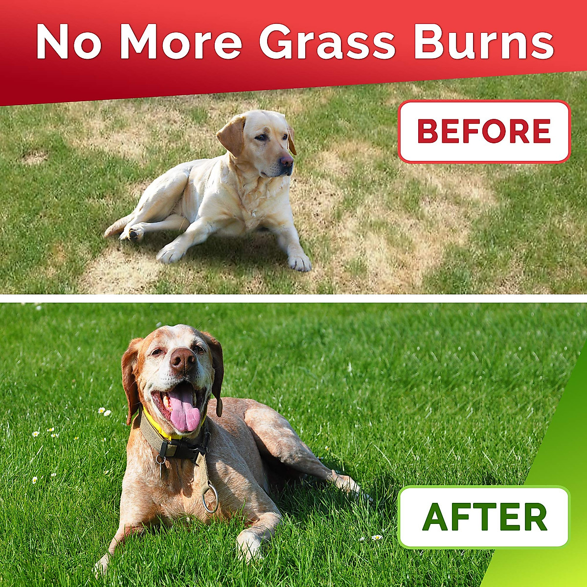 GOODGROWLIES Grass Treats for Dogs - Dog Pee Lawn Repair - Grass Burn Spots Caused by Dog Urine - Grass Rocks with Probiotics + Digestive Enzymes, Cranberry - Made in USA - 120 Soft Chews